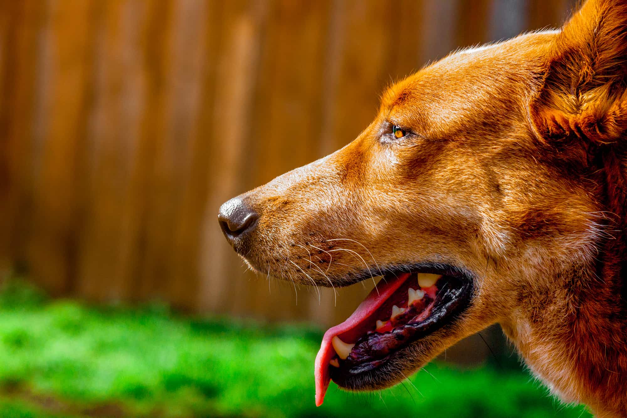 About - Metro Animals