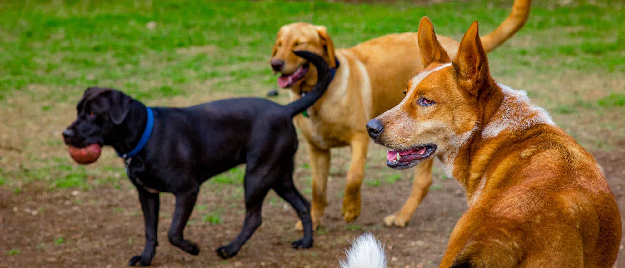 Daycare - Metro Animals