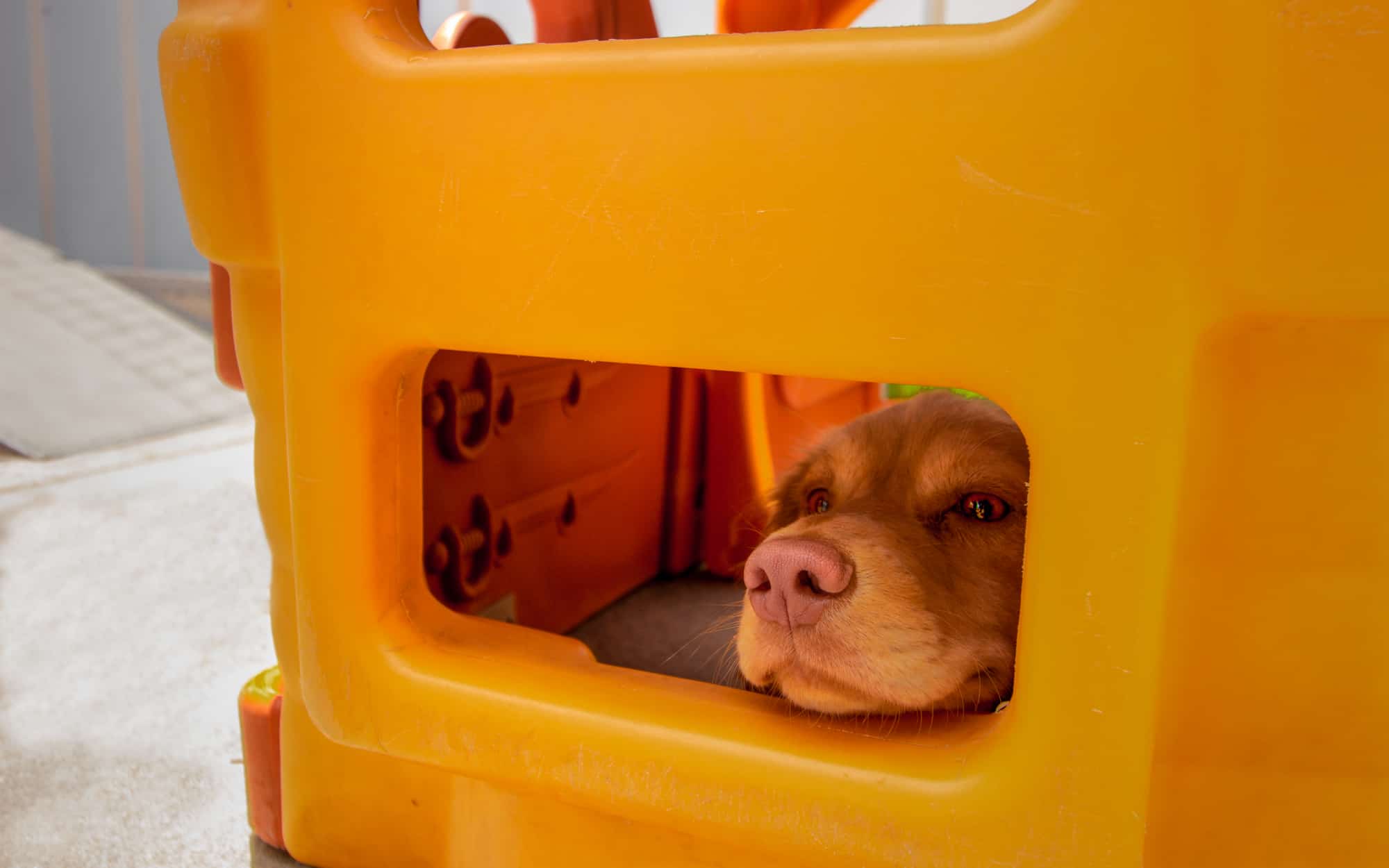 Contact Us - Metro Animals